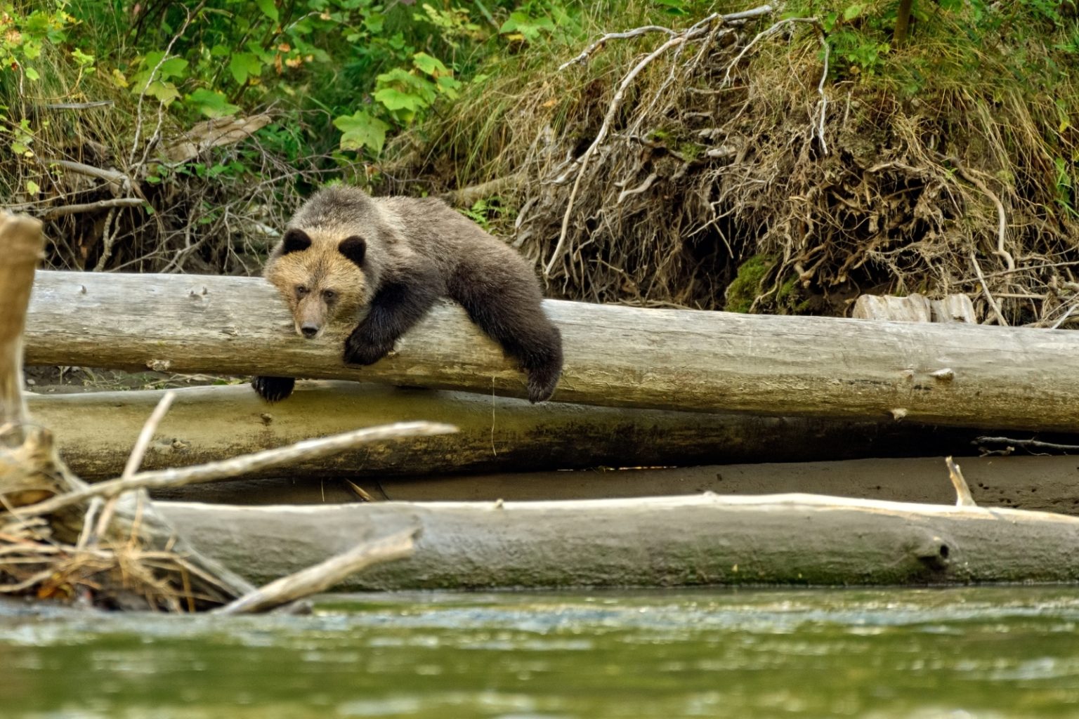Live, work, and thrive in the Cariboo Chilcotin Coast | Dawson Road Maintenance